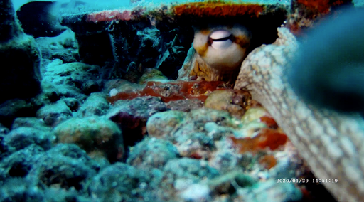 Uncovering the Power of Biomimicry and Nanotechnology in Coral Reef ...