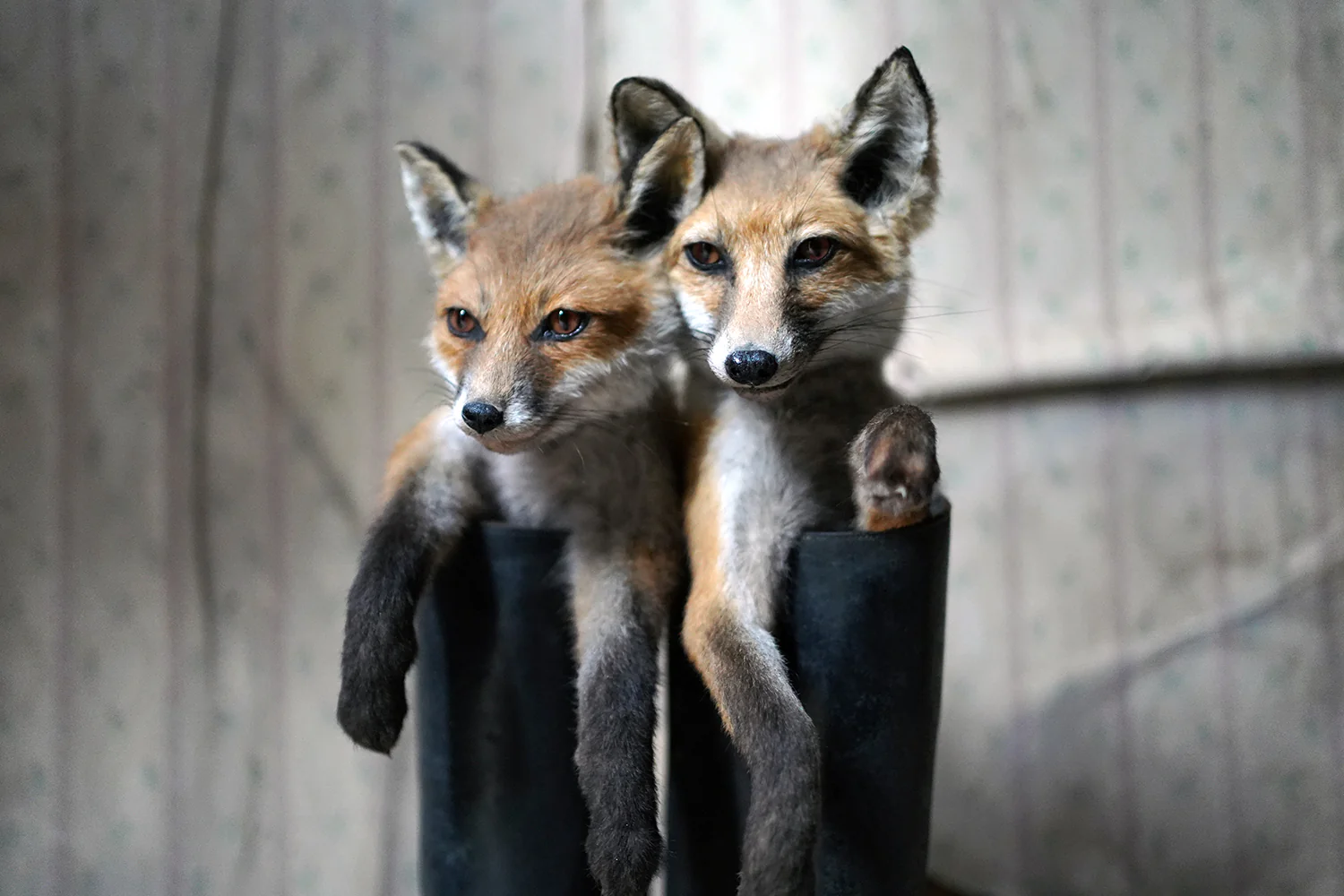 Artwork | Hannah Matthews Taxidermy