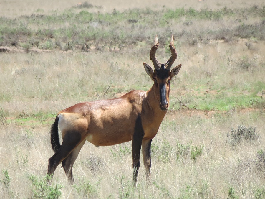 DIE HARTSEER BEES | SA JAGTER/HUNTER