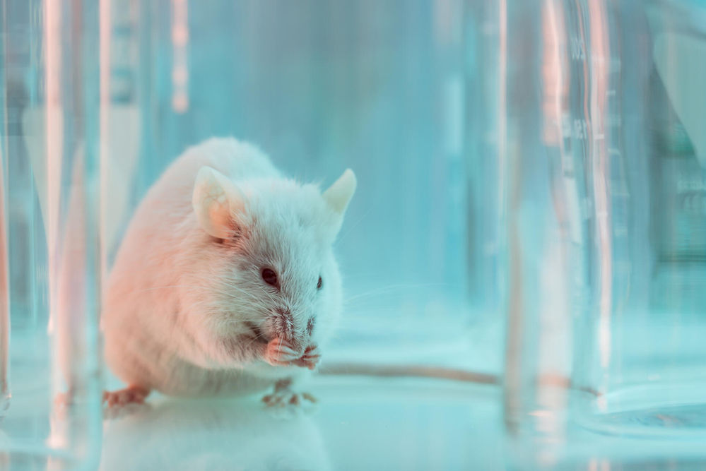 What can rats tell us about making better medications for alcohol use ...