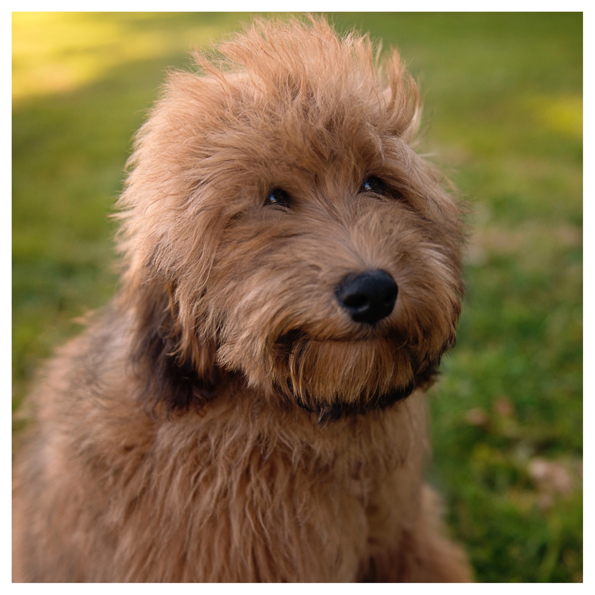 Whoodle | Feathers and Fleece Farm