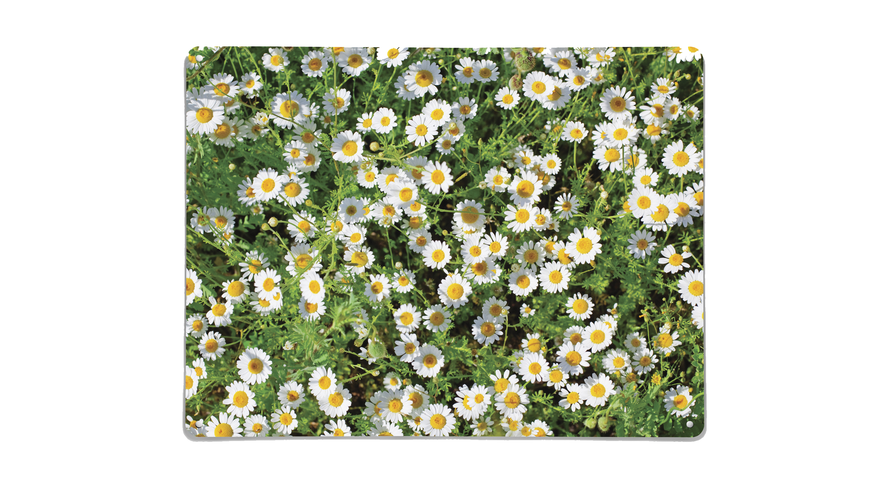 Magnetic Wall Art Panels Design Collections | Beyond the Fridge