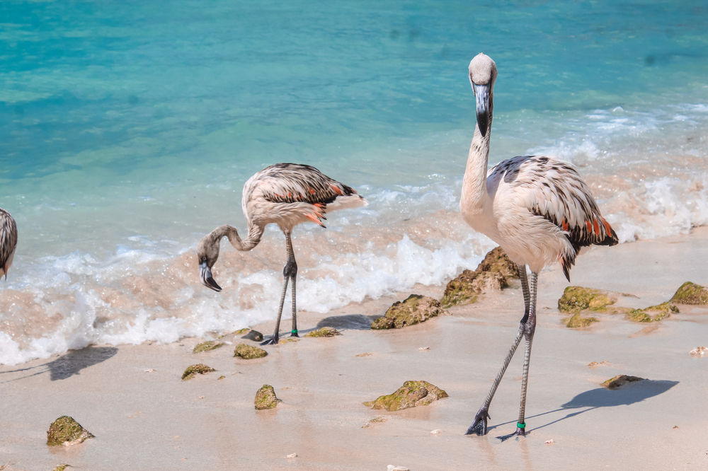 Aruba: Curiosidades e roteiro de 1 dia