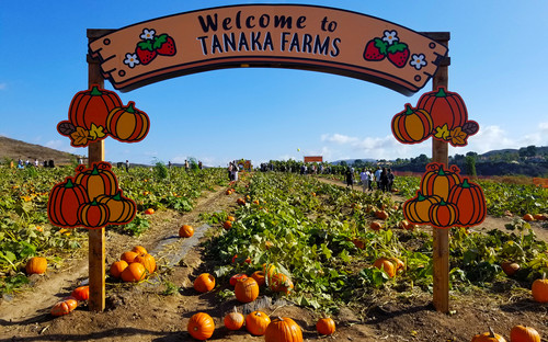 Tanaka Farm | FUN WITH KIDS IN LA