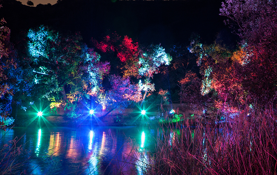 A Complete Guide to Enchanted Forest of Light At Descanso Gardens!