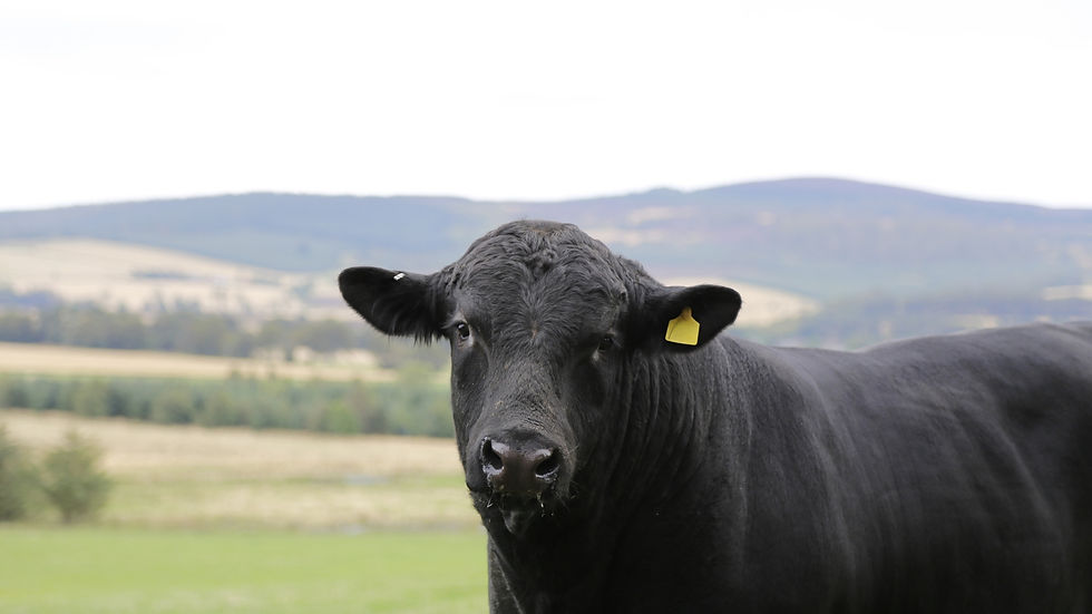 Rio Beef | carne premium