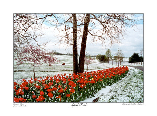 April Fool | Kentucky Art And More