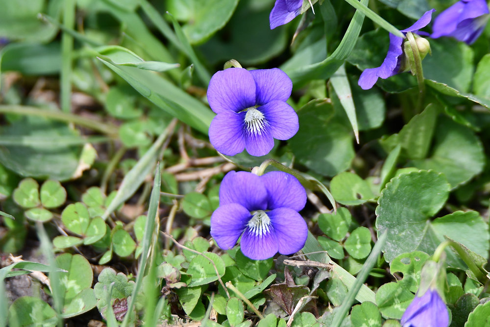 Fast Fact: Common Blue Violets
