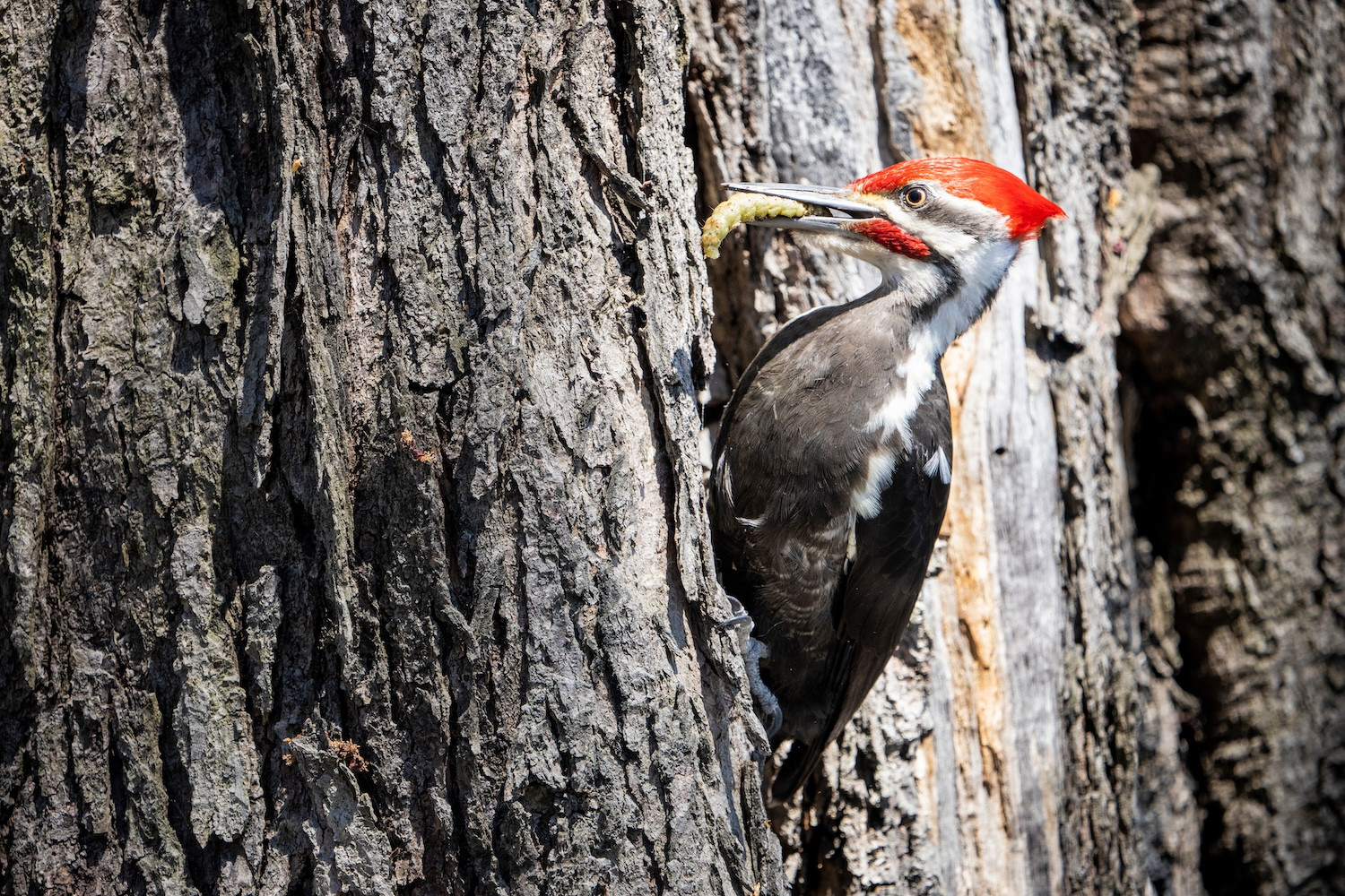 Let's Take a Peak at Birds' Beaks