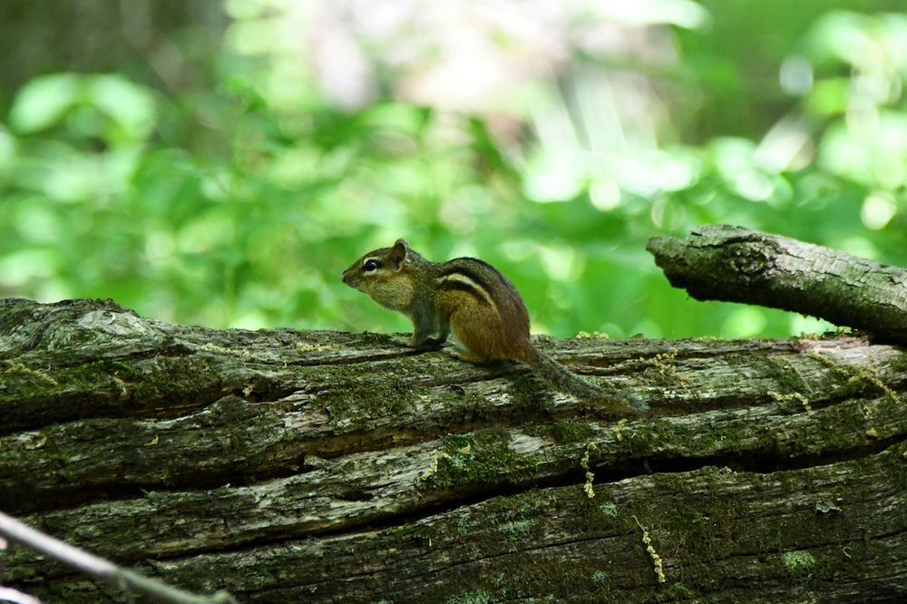 Fast Facts: Eastern Chipmunks