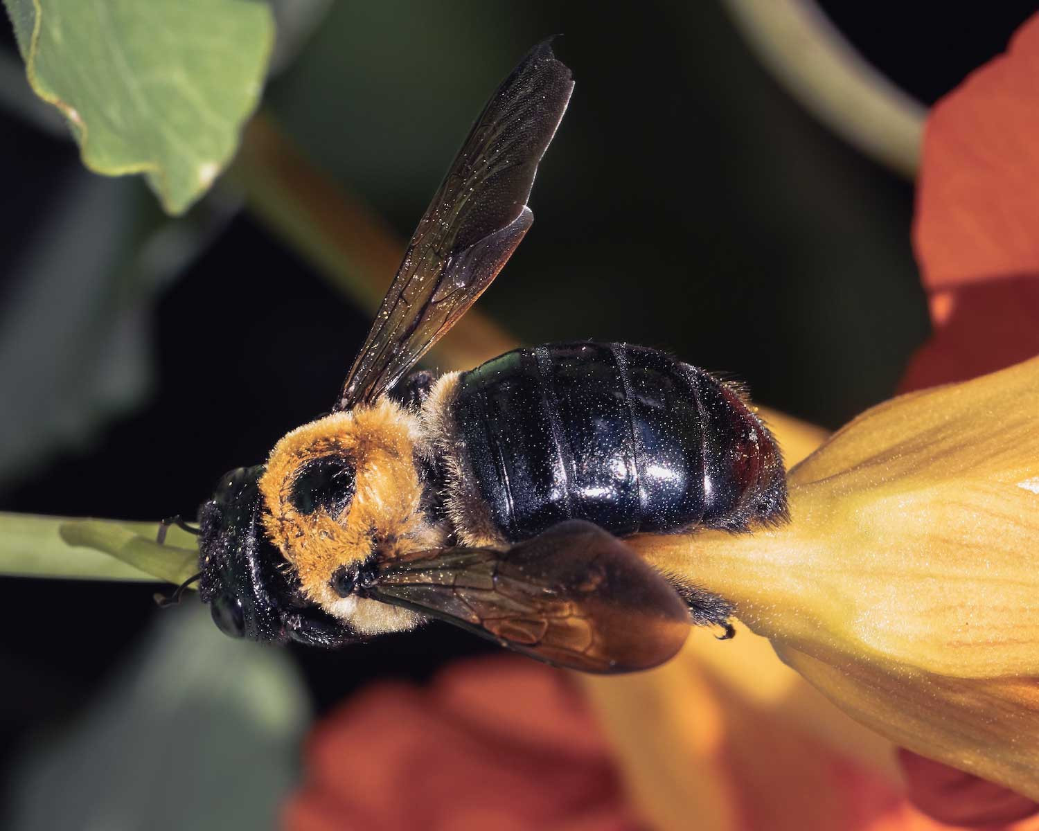 Get All the Buzz on This Busy Carpenter Bee