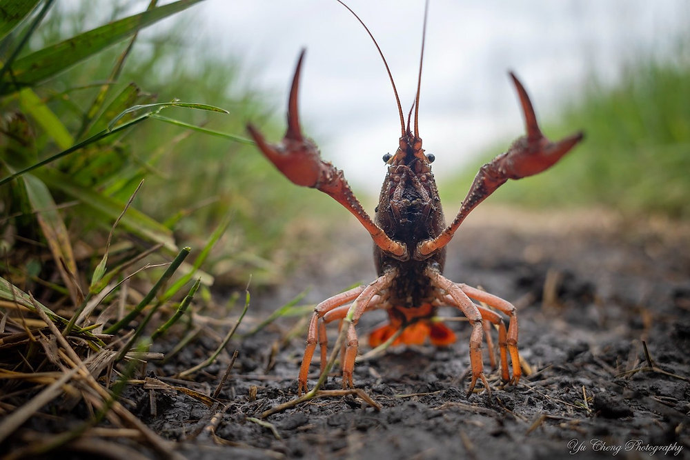 Little Lobsters? Crayfish Are a Close Relative