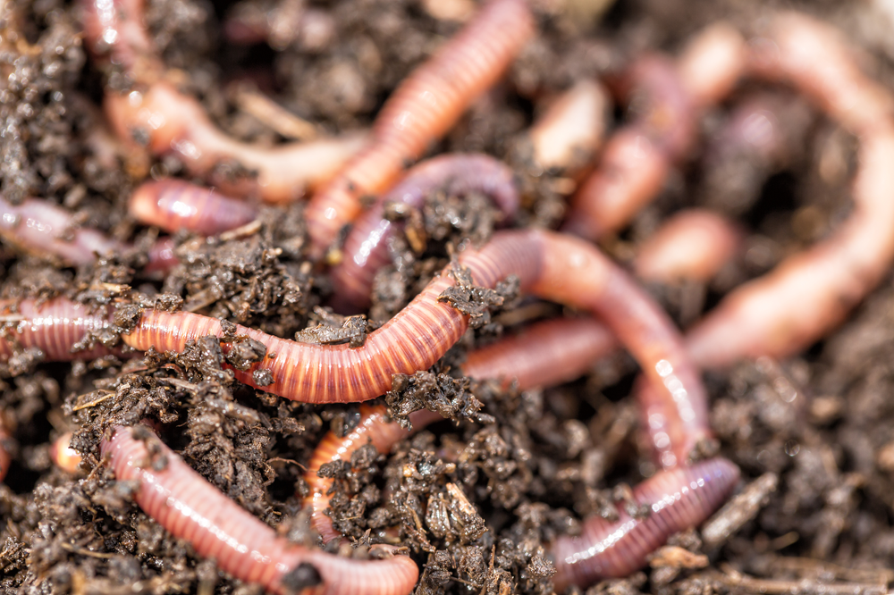 Everything Earthworm Everything Earthworm