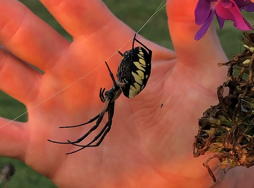 Keep Your Eyes Peeled for Common Spider This Fall