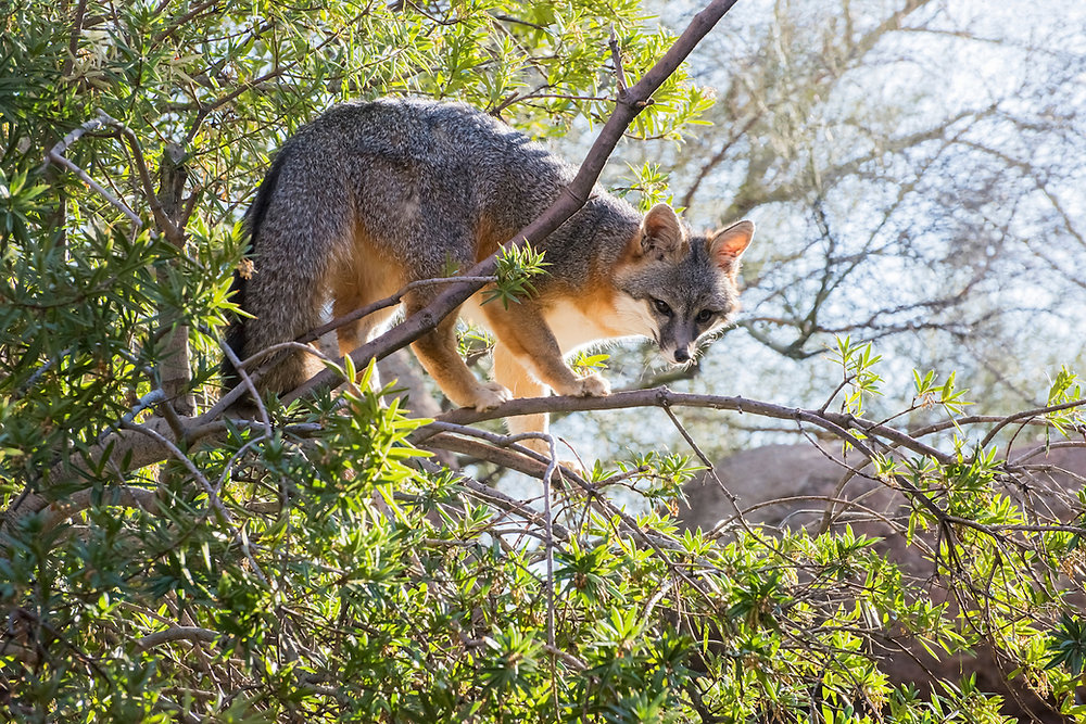 Fast Fact: Gray Foxes