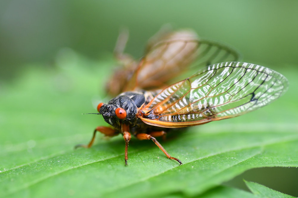 Insect Investigation: Cicadas and Locusts Not the Same