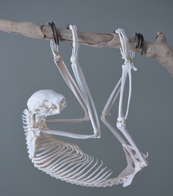 Skeletons! | Bone Builders' Babies | TheBoneman.com