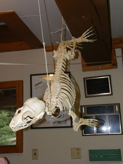 Skeletons! | Bone Builders' Babies | TheBoneman.com