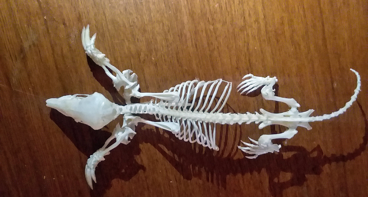 Skeleton Cleaning Oxidation Method | TheBoneman.com