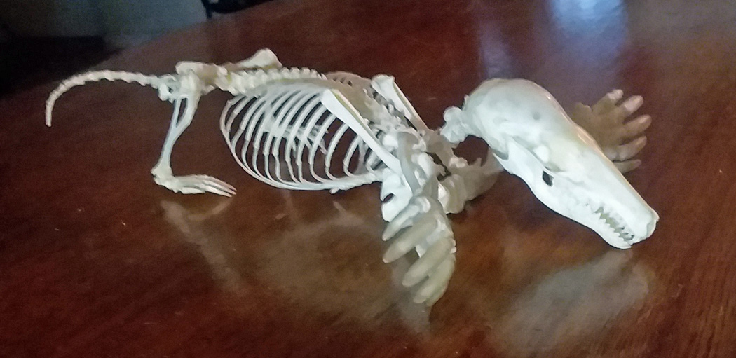 Skeleton Cleaning Oxidation Method | TheBoneman.com