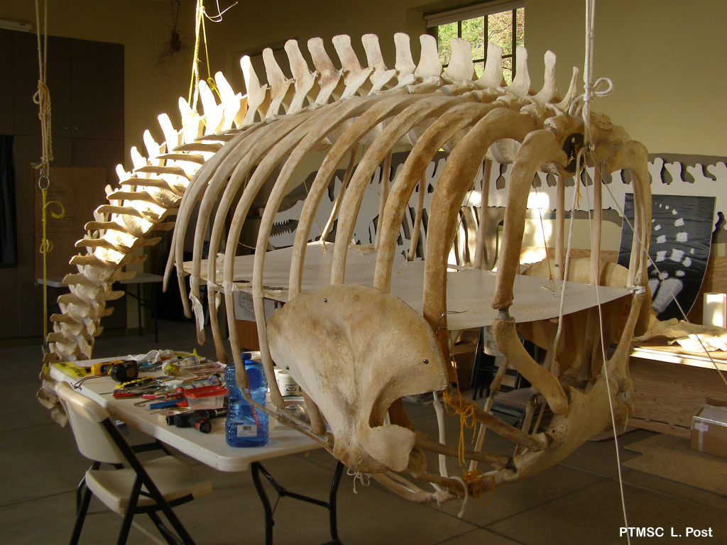 Orca Whale Skeleton Project | TheBoneman.com