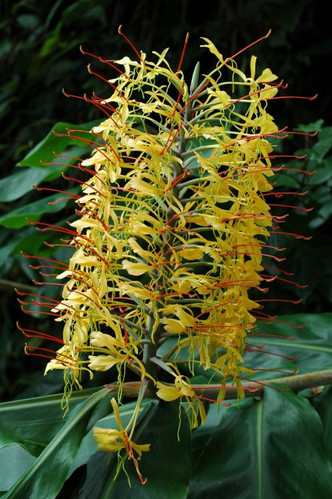 Hedychium gardnerianum | Himalayan Gardens