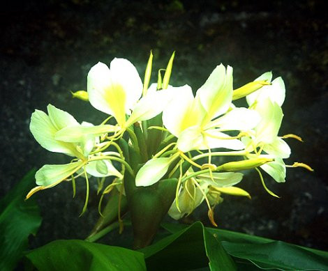 Hedychium flavum | Himalayan Gardens