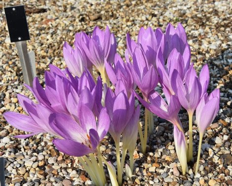 Colchicum The Giant | Himalayan Gardens