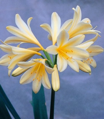 Clivia miniata var citrina | Himalayan Gardens