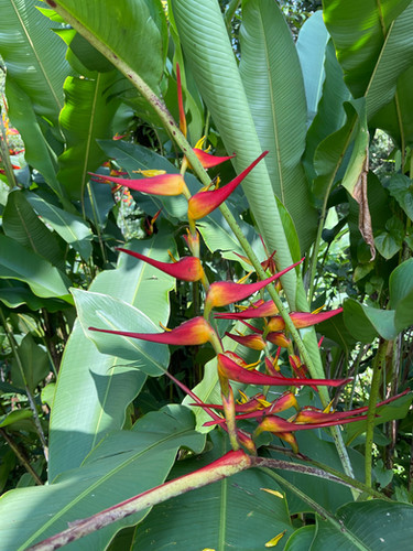 Heliconia latispatha 'Distans' | Himalayan Gardens