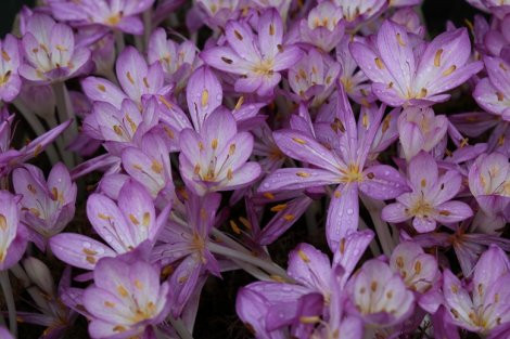 Colchicum cilicicum Purpureum. | Himalayan Gardens