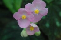 Begonia picta ( 2 tubers ) | Himalayan Gardens