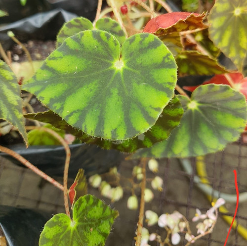 Begonia mazar | Himalayan Gardens