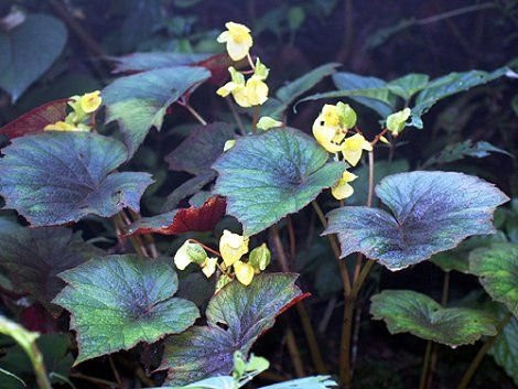 Begonia josephii | Himalayan Gardens