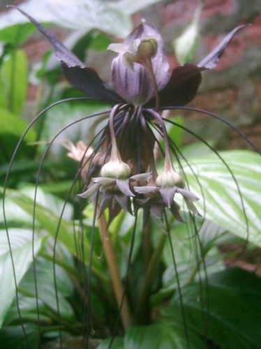 Tacca chanterii | Himalayan Gardens