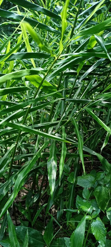 Zingiber officinale | Himalayan Gardens