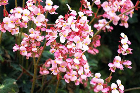 Begonia Cleopatra | Himalayan Gardens