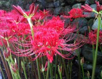 Lycoris radiata | Himalayan Gardens