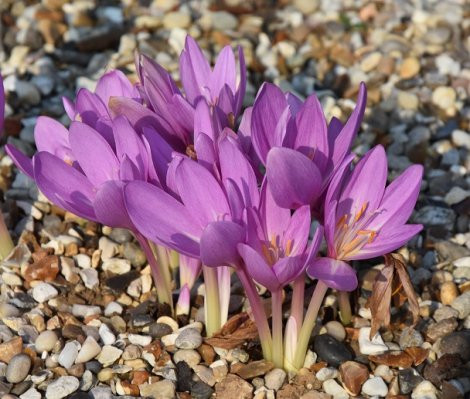 Colchicum autumnale Nancy Lindsay. | Himalayan Gardens