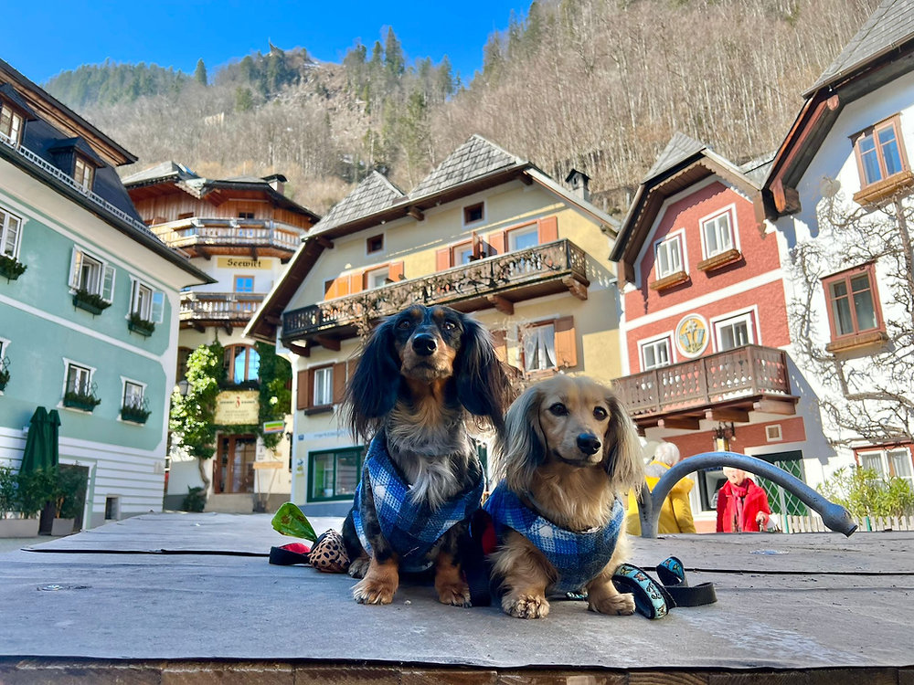 Overseas Travel With Dogs - Global Paws