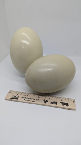 Empty Rhea Egg | Bernard Family Farm