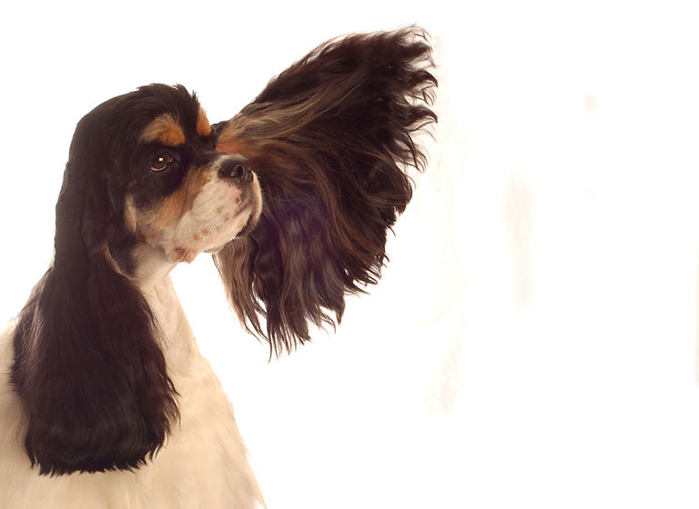 Dog Grooming | Barrow Dog Grooming | England