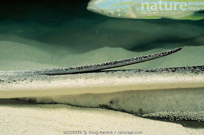 All About Stingrays: notes from CSULB Shark Lab