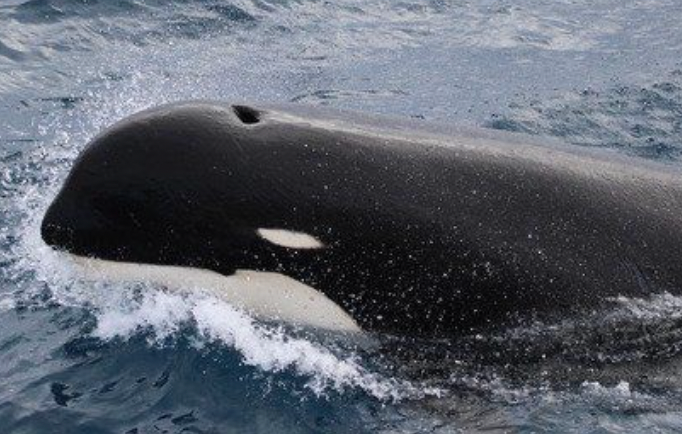 The Difference in the Orca Types