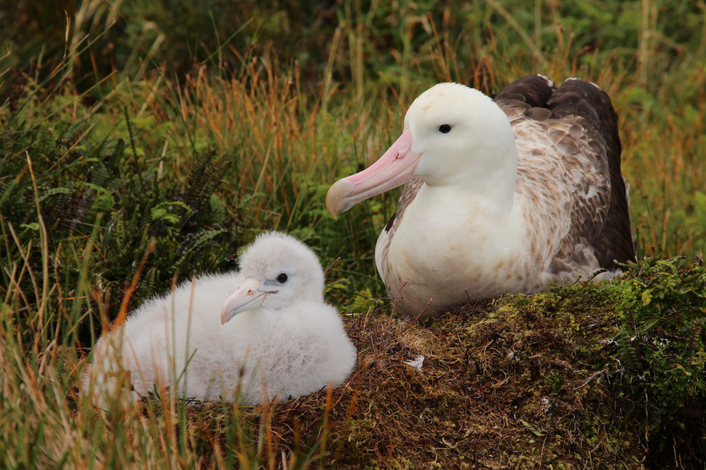 What would you say, to an albatross chick?