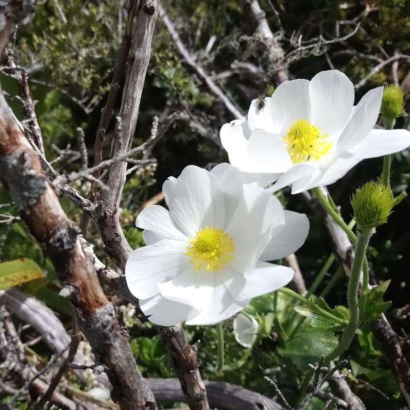 Alpine Flower a Day: Mount Cook Buttercup