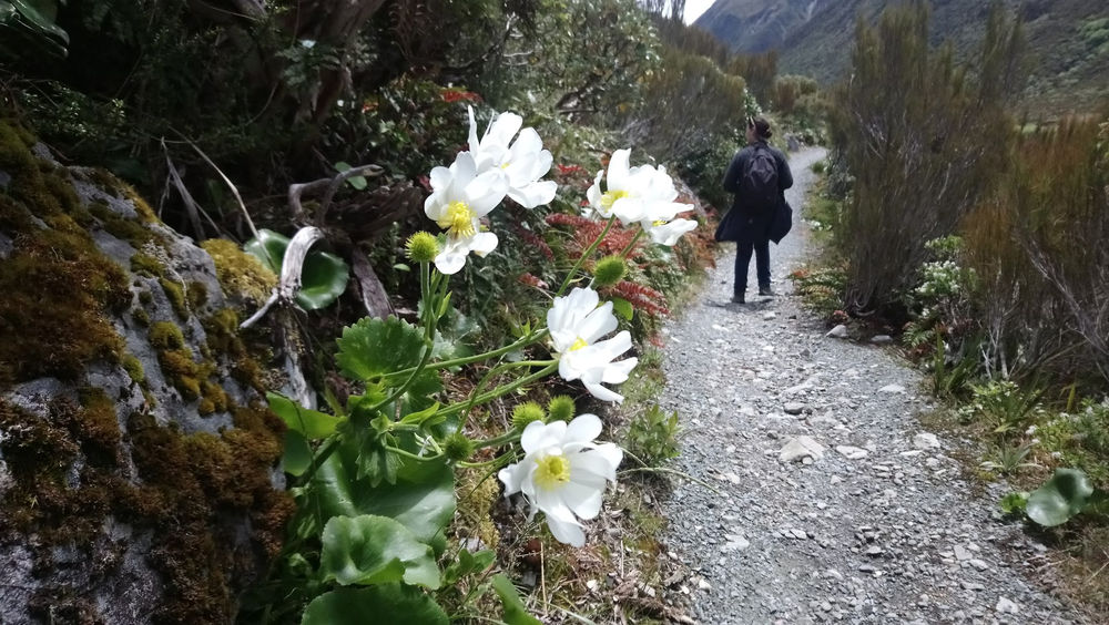 Alpine Flower a Day: Mount Cook Buttercup