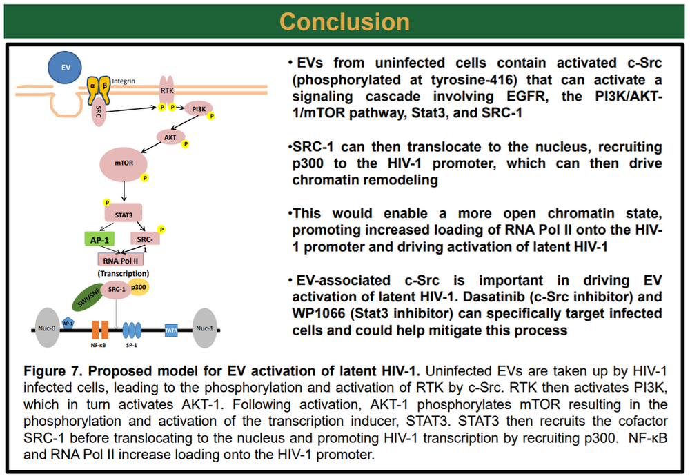 Extracellular Vesicles activation of latent HIV-1 is driven by EV ...