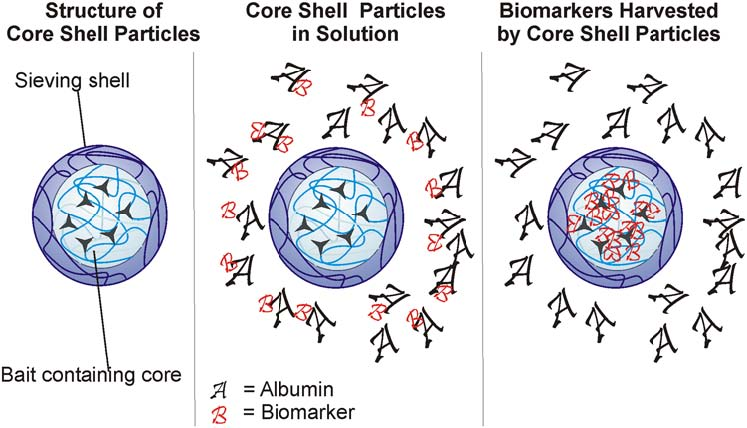 Core-Shell Hydrogel Particles Harvest, Concentrate and Preserve Labile ...
