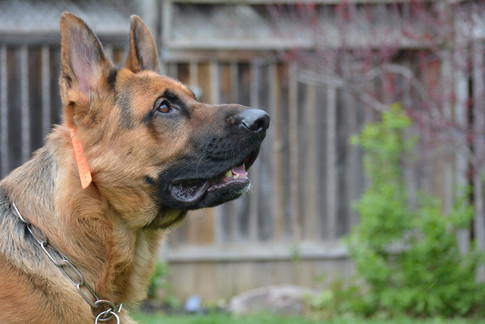 In-Home Dog Trainer | Noble K9